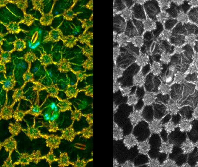 PicoQuant welcomes Scientifica to the LSM Upgrade Kit Family | Cluster Optik und Photonik
